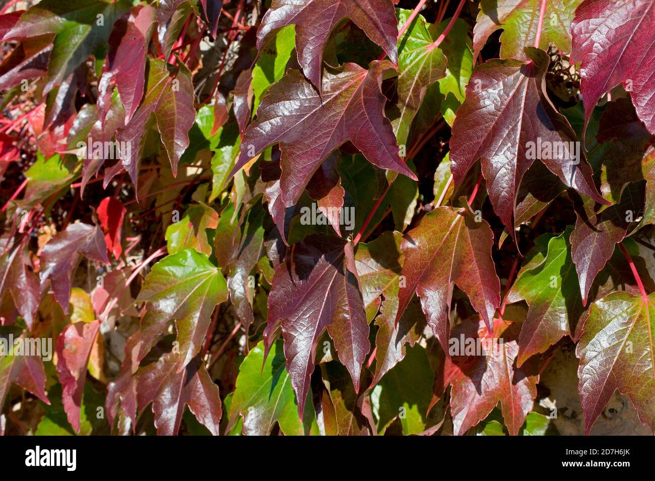 Boston ivy (Parthenocissus tricuspidata) foliage in autumn Stock Photo ...