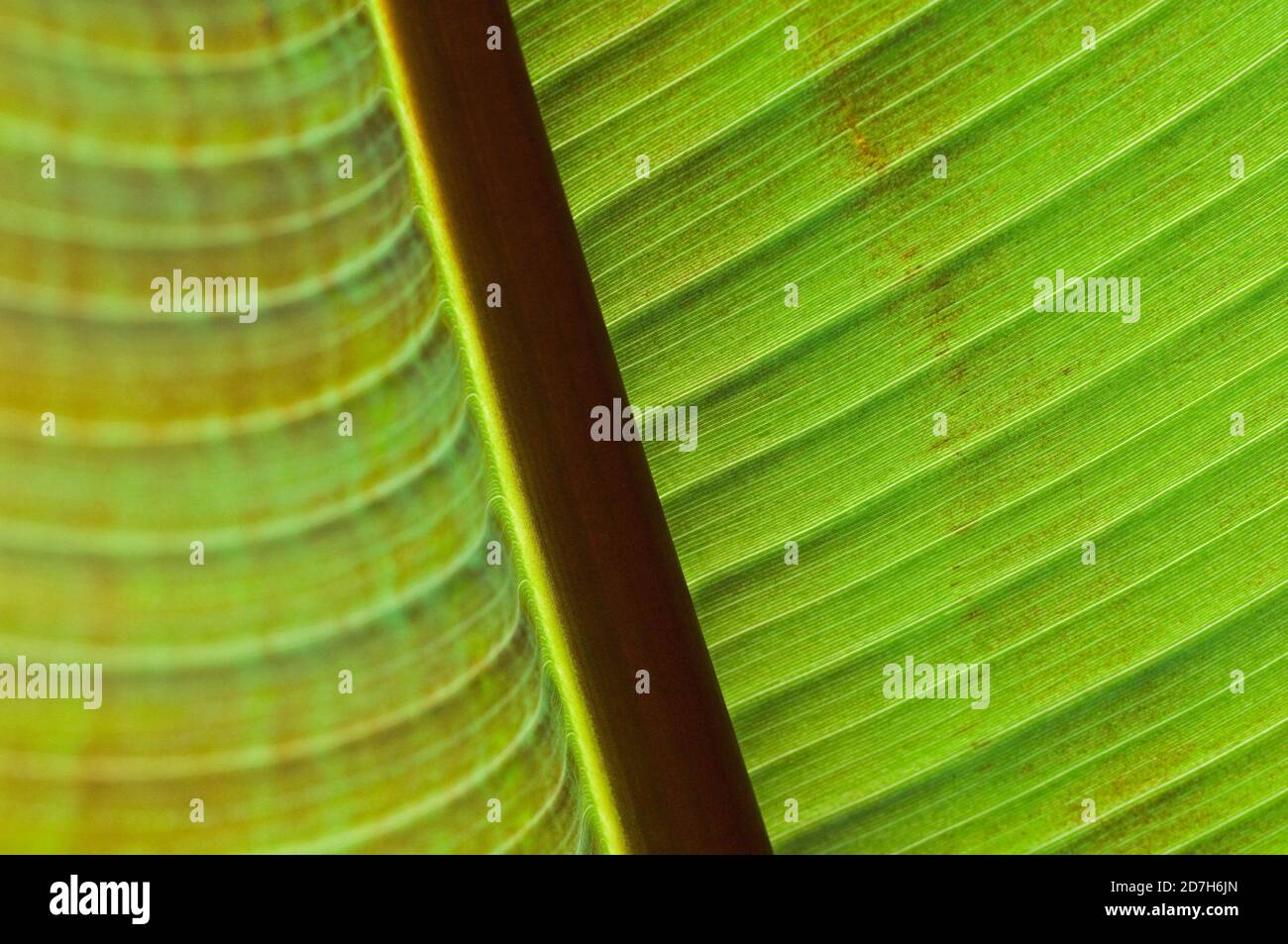 Banana tree (Musa sp) leaf detail Stock Photo - Alamy