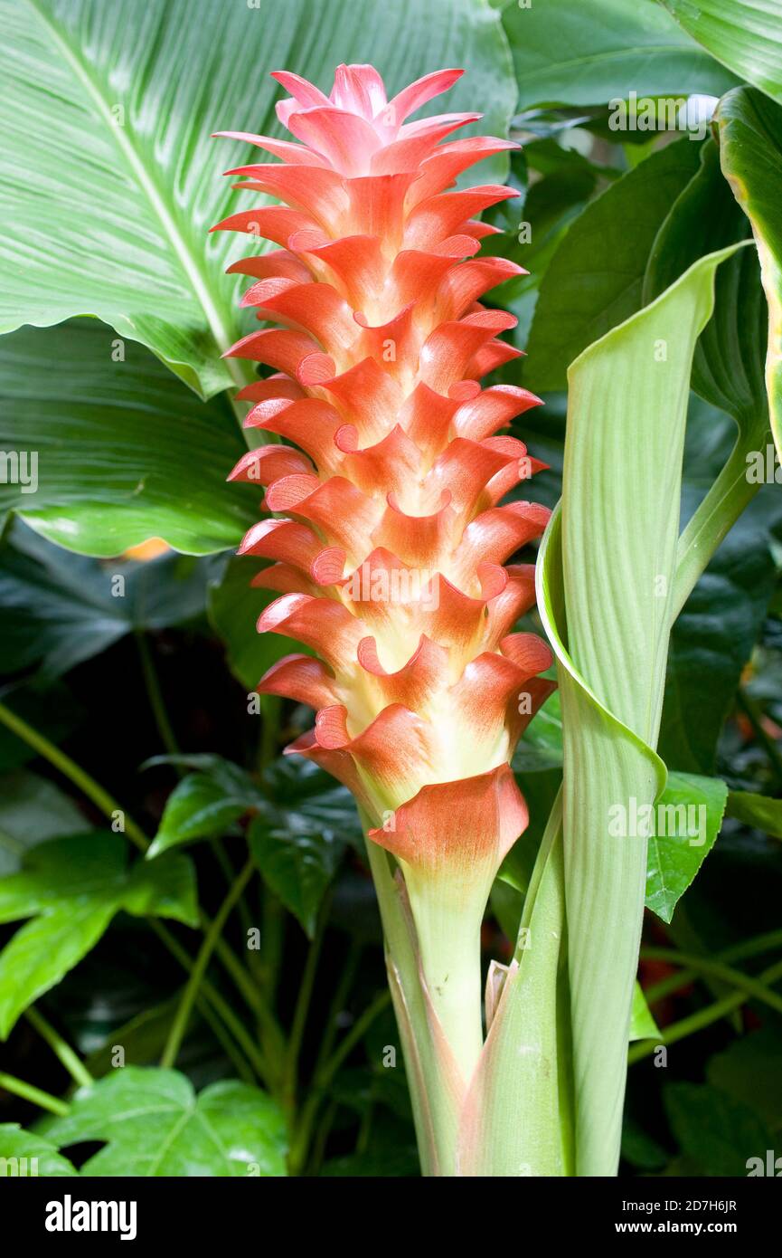 Curcuma (Curcuma sp) 'Red Torch' Stock Photo - Alamy