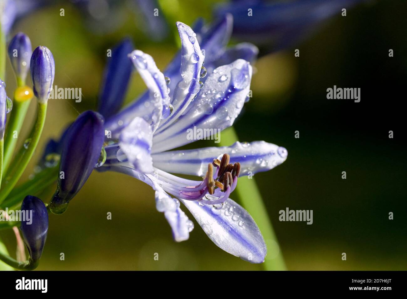 Dew on Agapanthus (Agapanthus sp) flowers 'Blue Triumphator' Stock ...