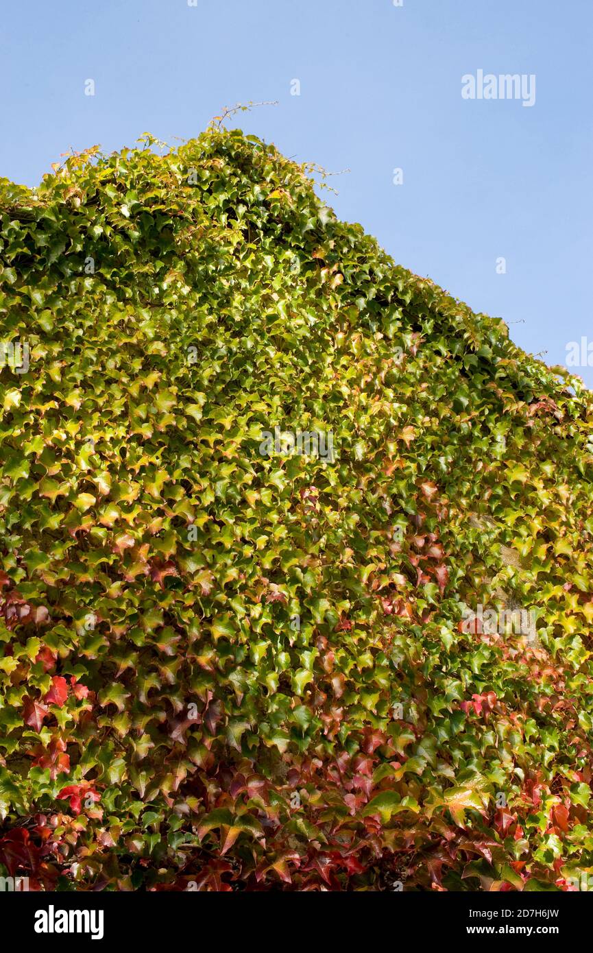 Boston ivy (Parthenocissus tricuspidata) foliage in autumn Stock Photo ...