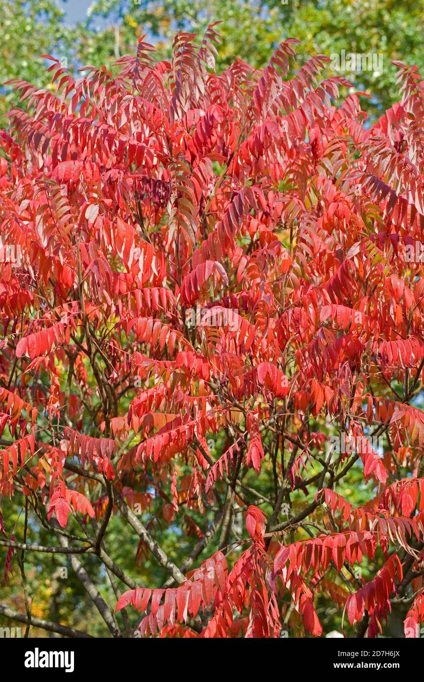 Staghorn Sumac (Rhus typhina) 'Dissecta' syn. (Rhus typhina) 'Laciniata ...