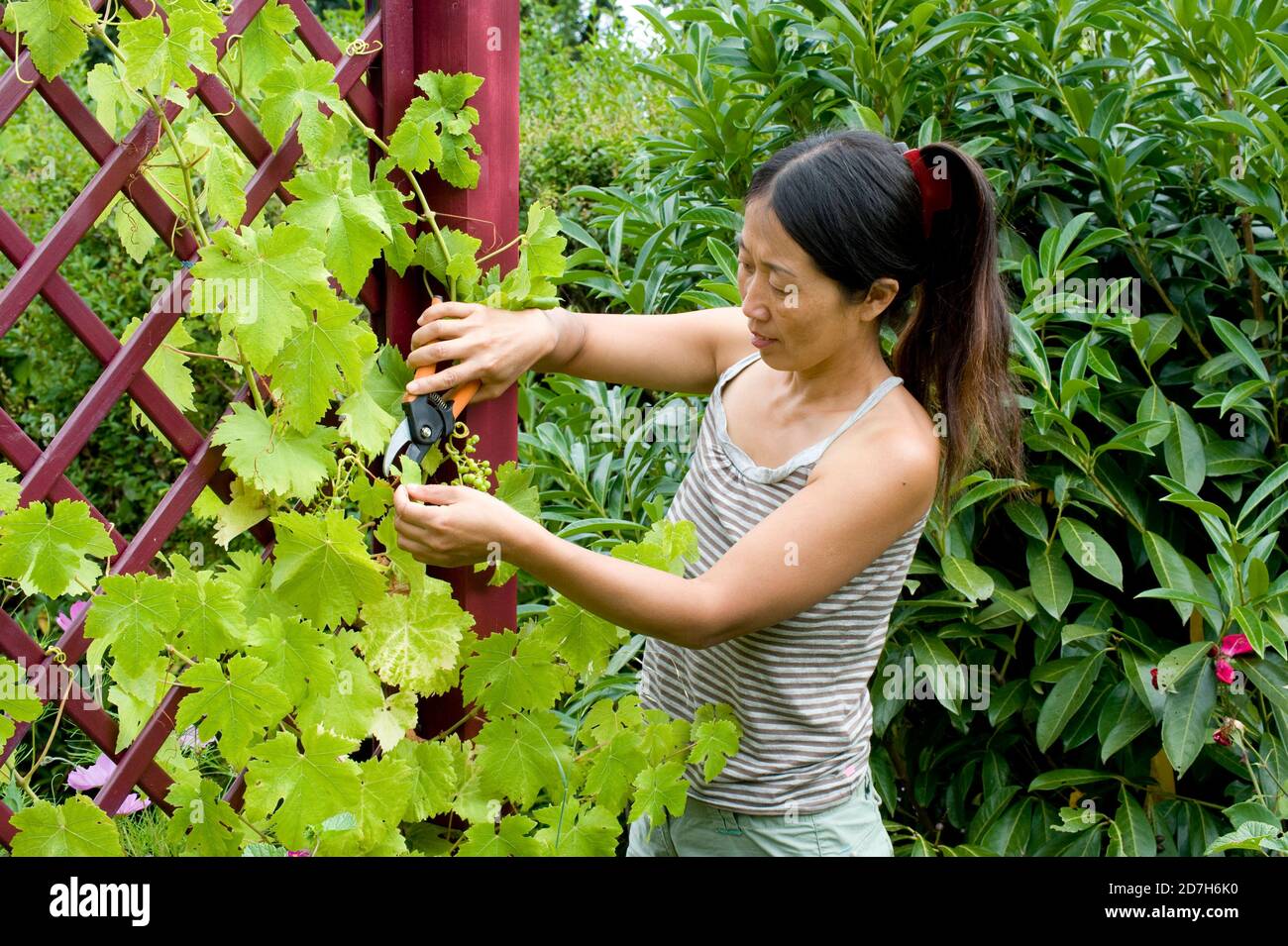 Woman in the garden pruning a vine (Vitis vinifera Stock Photo - Alamy