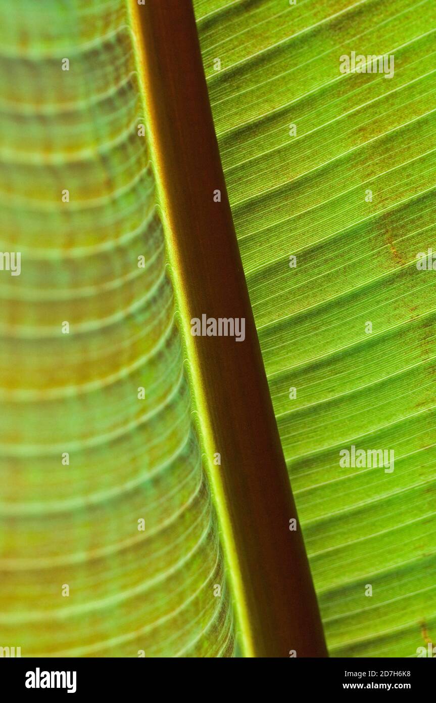 Banana tree (Musa sp) leaf detail Stock Photo - Alamy