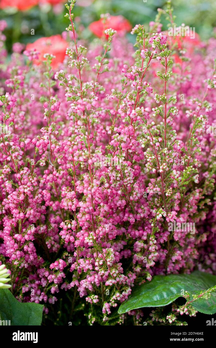 Erica Gracilis High Resolution Stock Photography and Images - Alamy