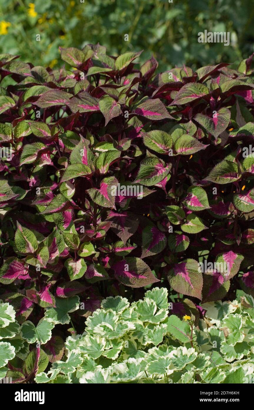 Wild Perilla (Perilla frutescens) 'Maguilla' leaf Stock Photo - Alamy