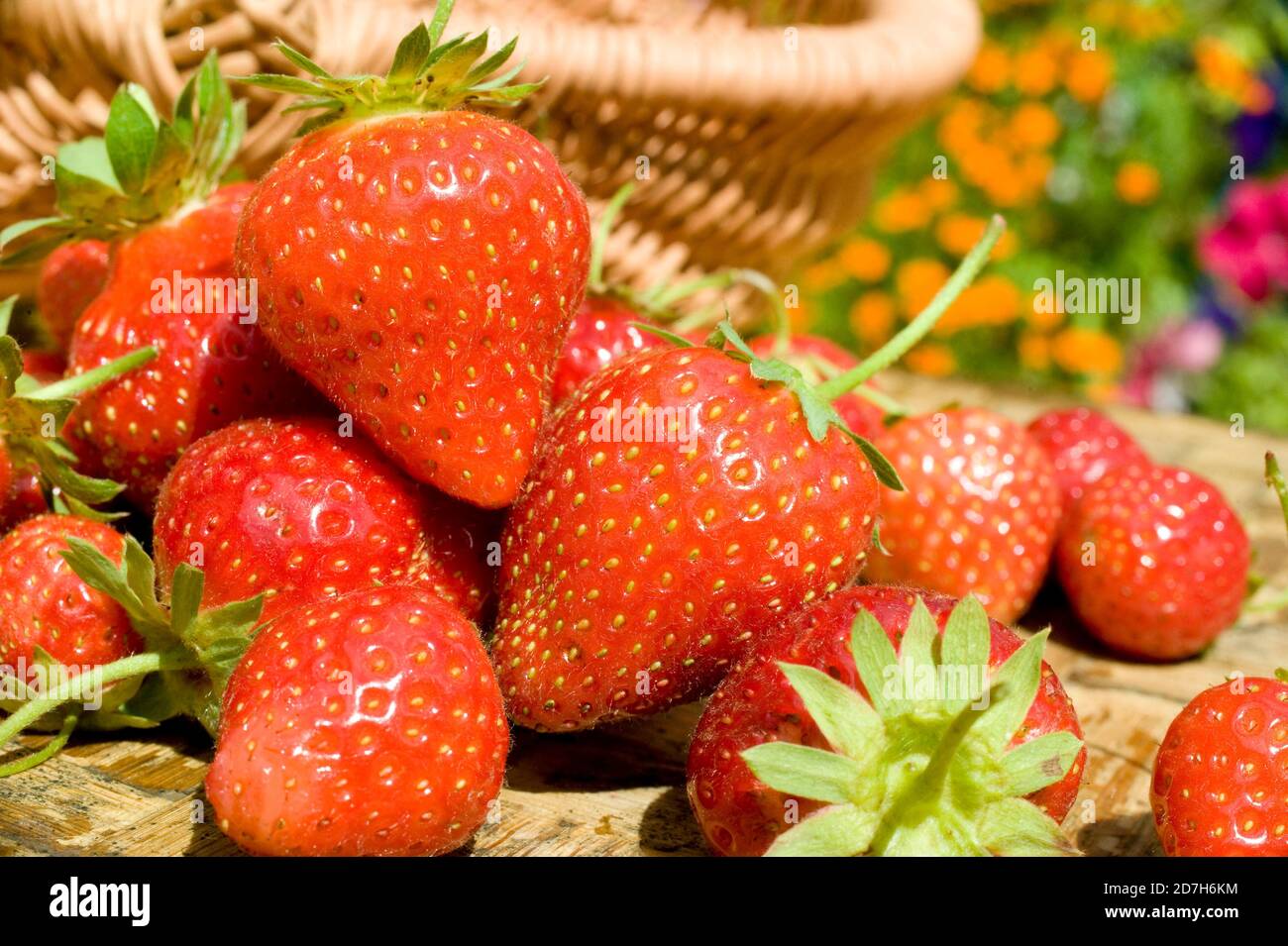 Strawberries fragaria sp hi-res stock photography and images - Alamy