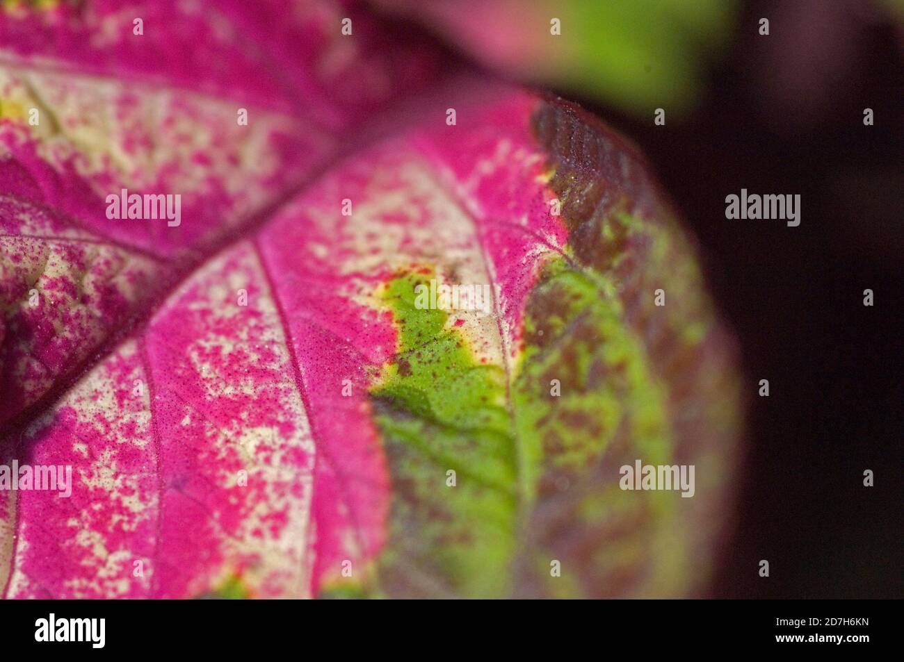 Wild Perilla (Perilla frutescens) 'Maguilla' leaf Stock Photo - Alamy