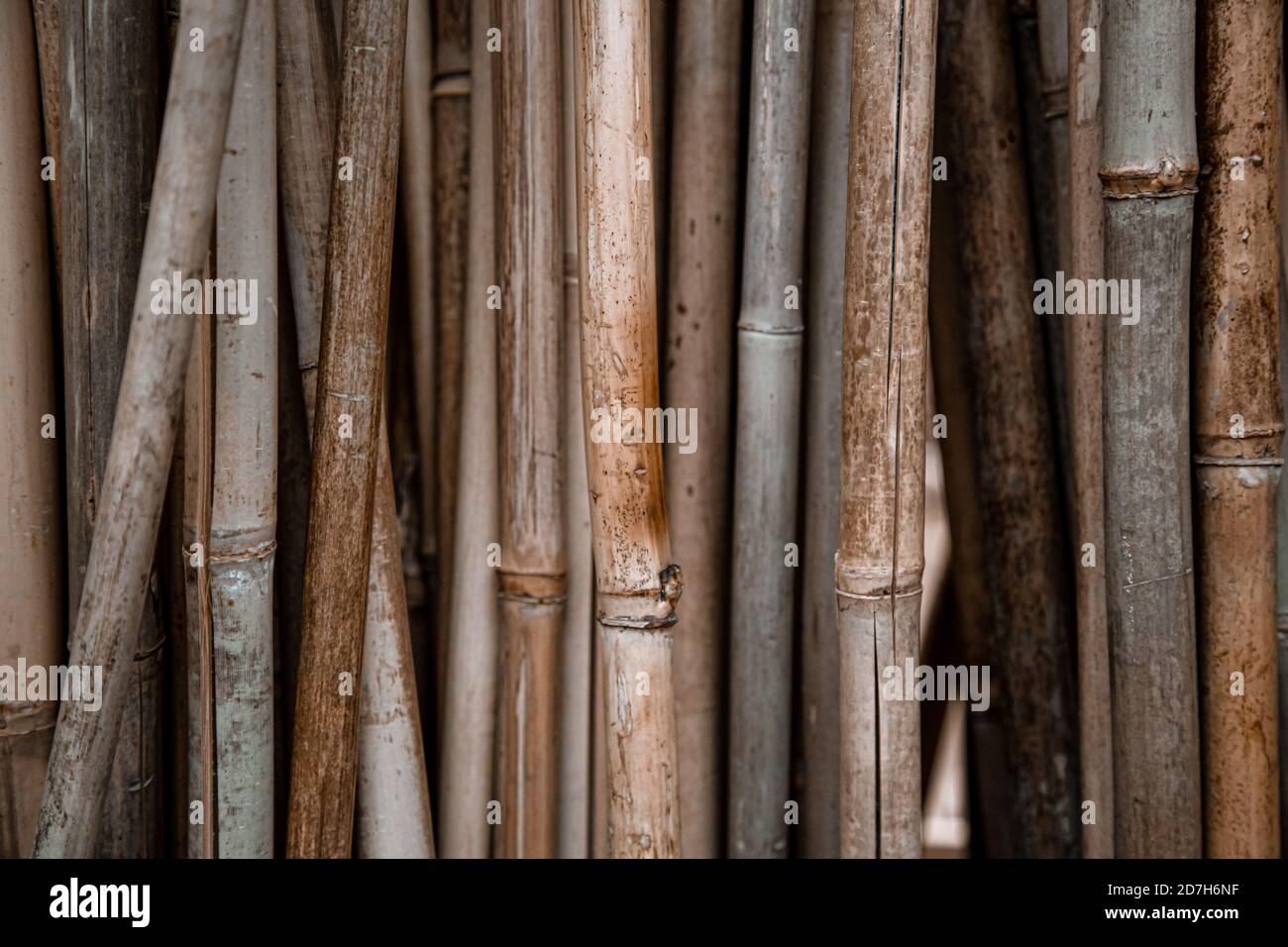 Natural background with lots of Bamboo sticks. The concept of a natural ...