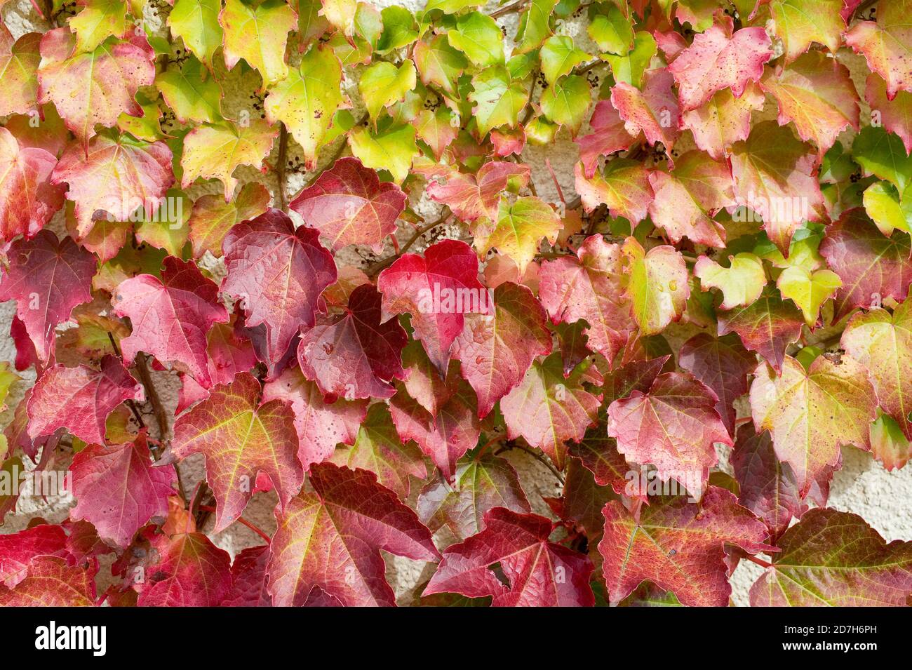 Boston ivy (Parthenocissus tricuspidata) foliage in autumn Stock Photo ...