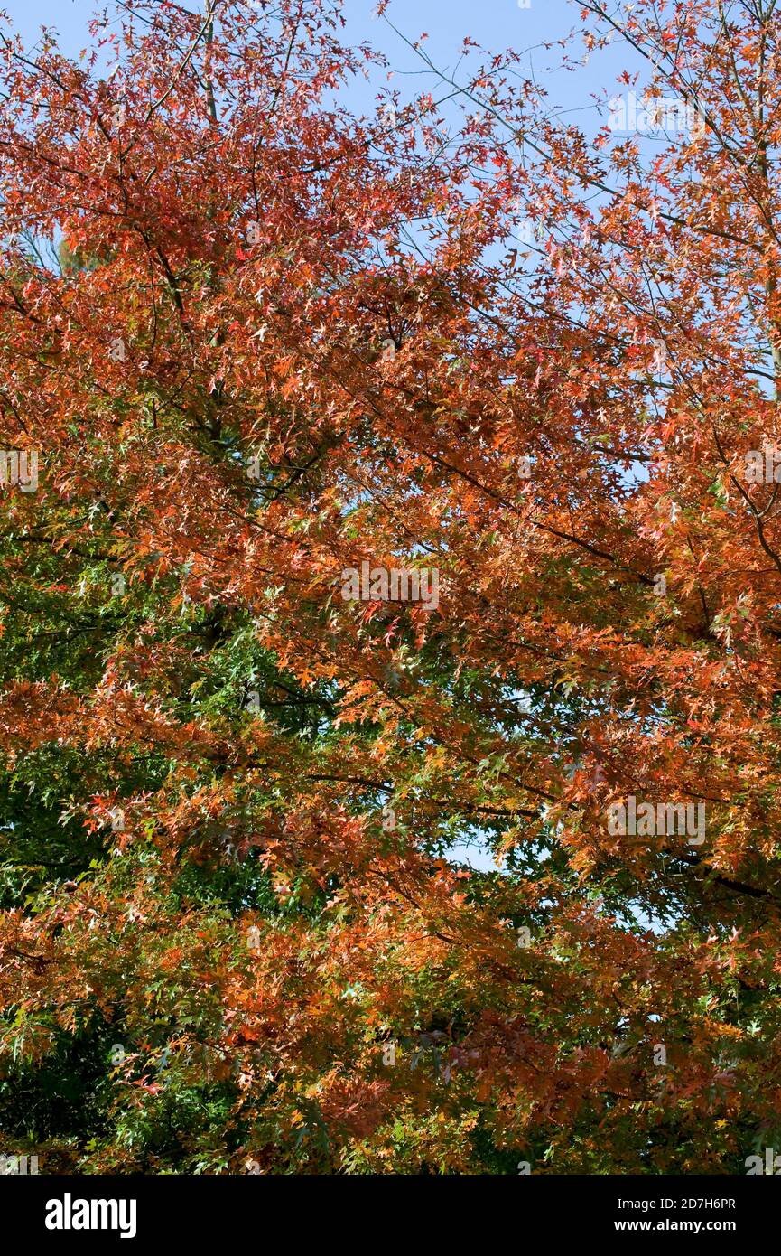 Scarlet oak (Quercus coccinea) foliage in fall Stock Photo - Alamy