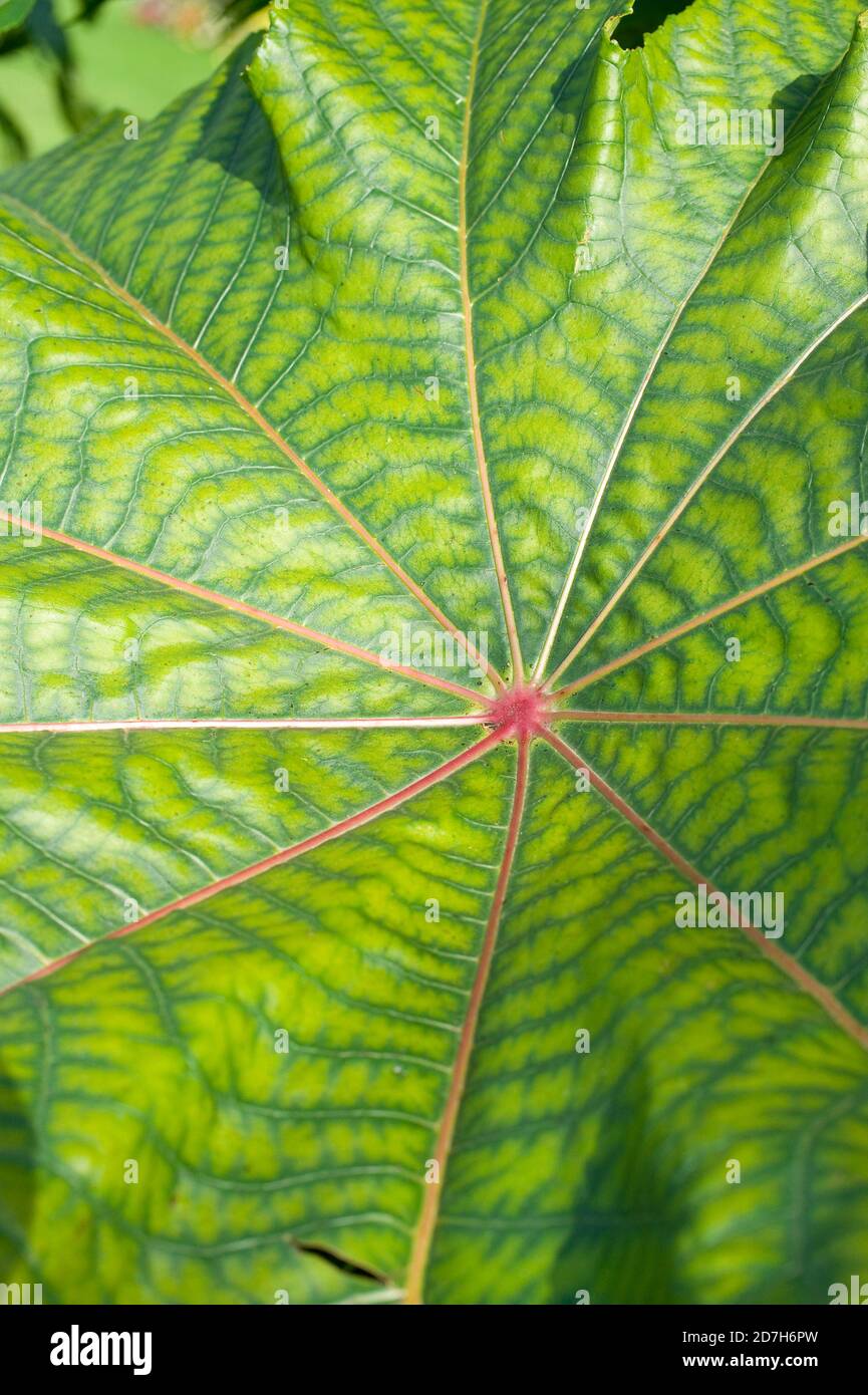 Castorbean (Ricinus sp) leaf in autumn Stock Photo - Alamy