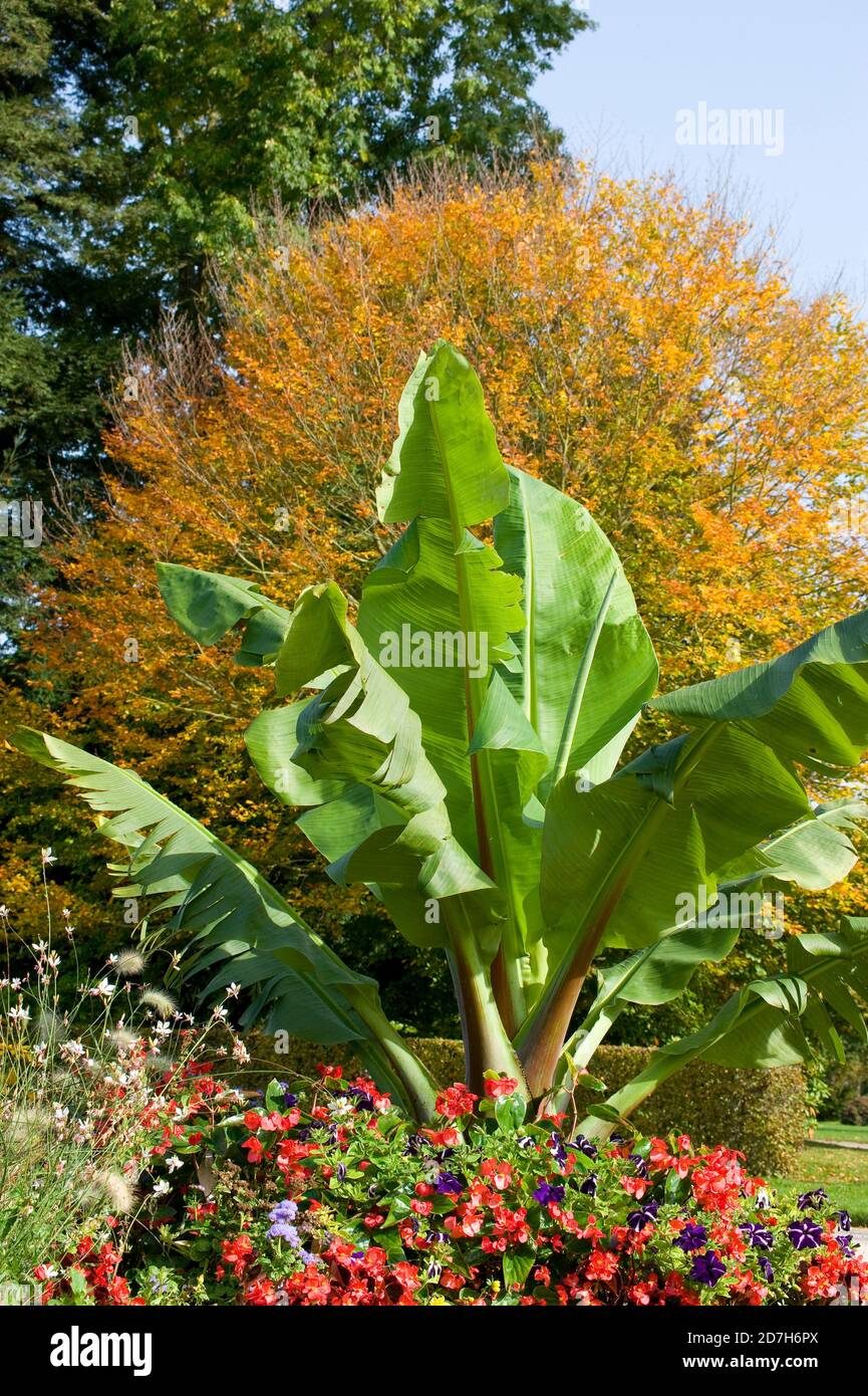 Plantain musa sp hi-res stock photography and images - Alamy