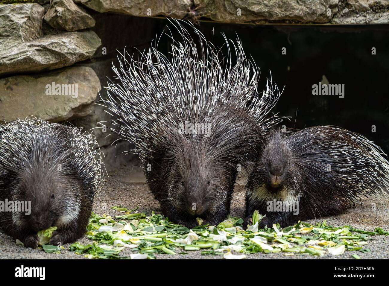 The Indian crested Porcupine, Hystrix indica or Indian porcupine, is a ...