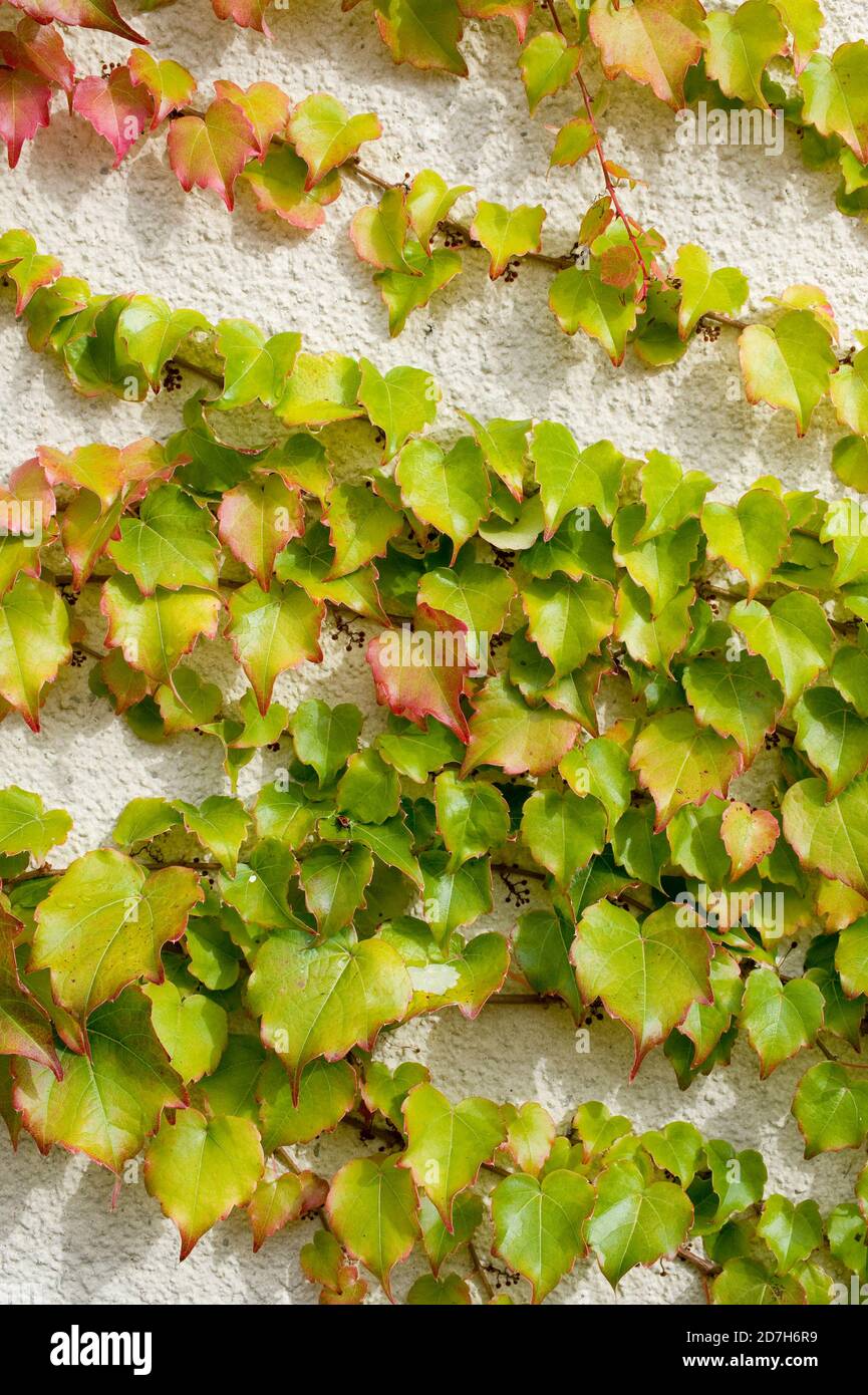 Boston ivy (Parthenocissus tricuspidata) foliage in autumn Stock Photo ...
