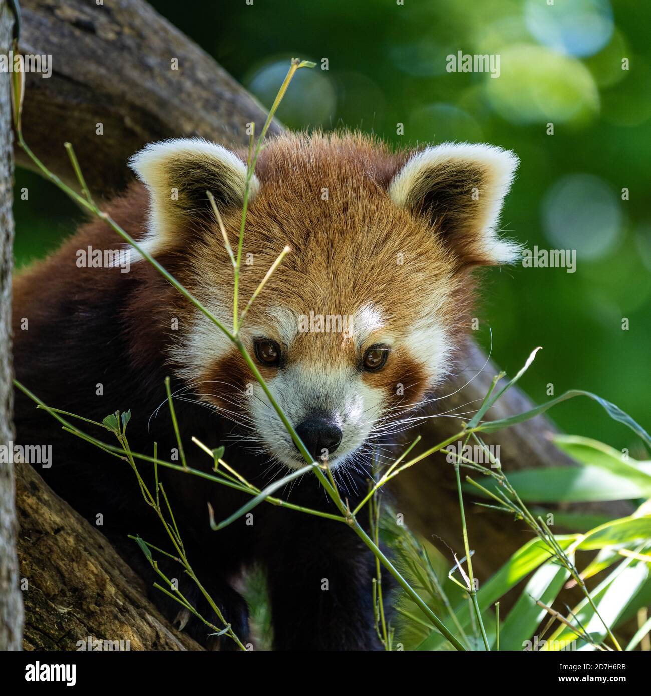 The red panda, Ailurus fulgens, also called the lesser panda and the ...