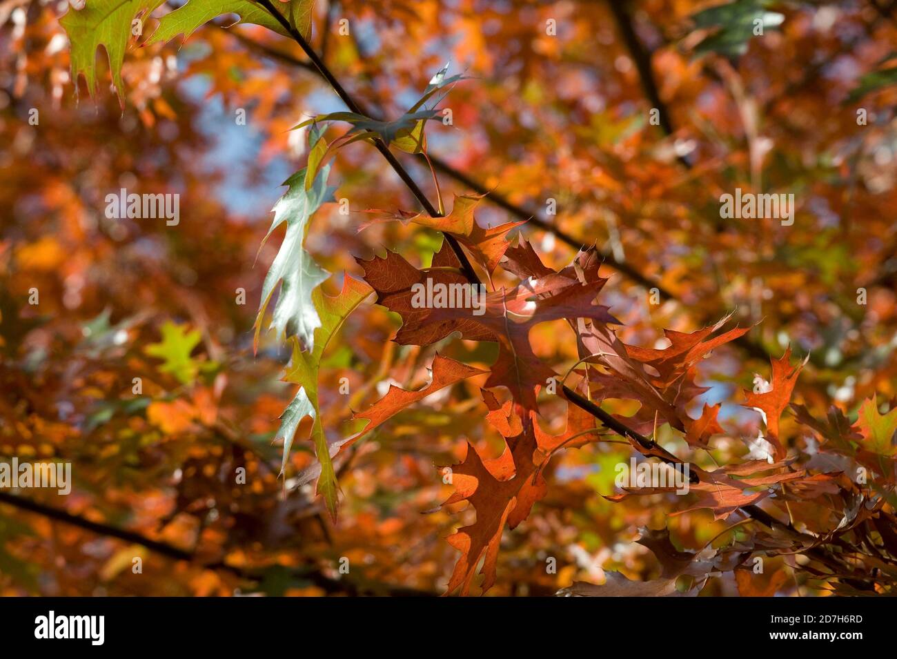 Scarlet oak (Quercus coccinea) foliage in fall Stock Photo - Alamy