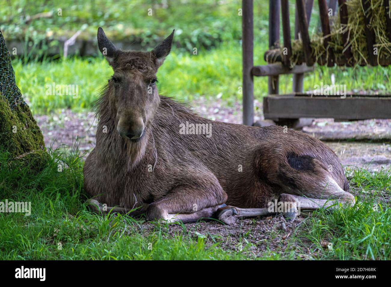 European Moose, Alces alces, also known as the elk. Wild life animal ...