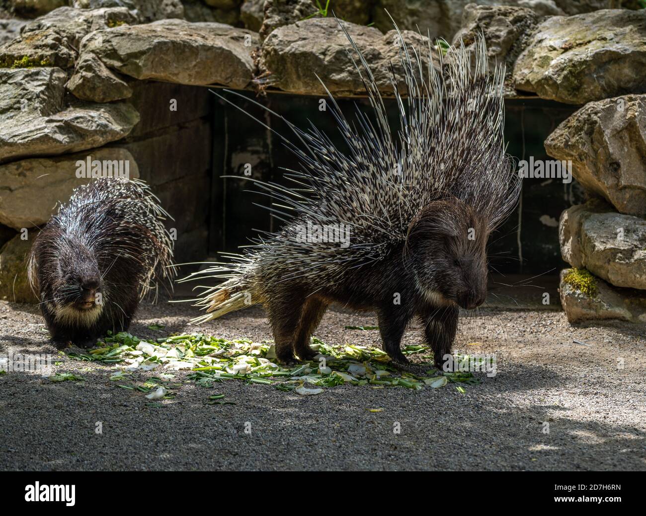 The Indian crested Porcupine, Hystrix indica or Indian porcupine, is a ...