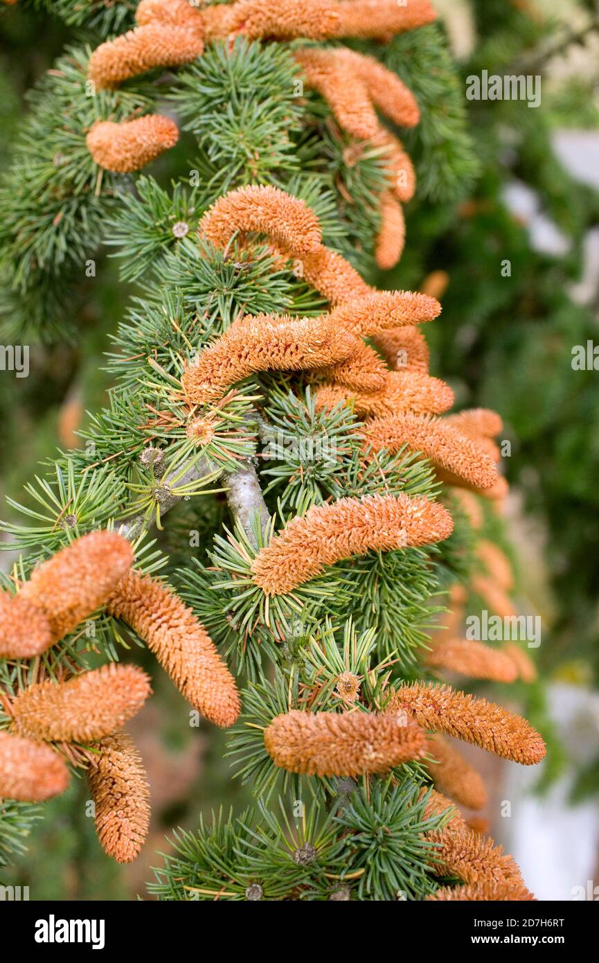 Cedar cedrus sp hi-res stock photography and images - Alamy