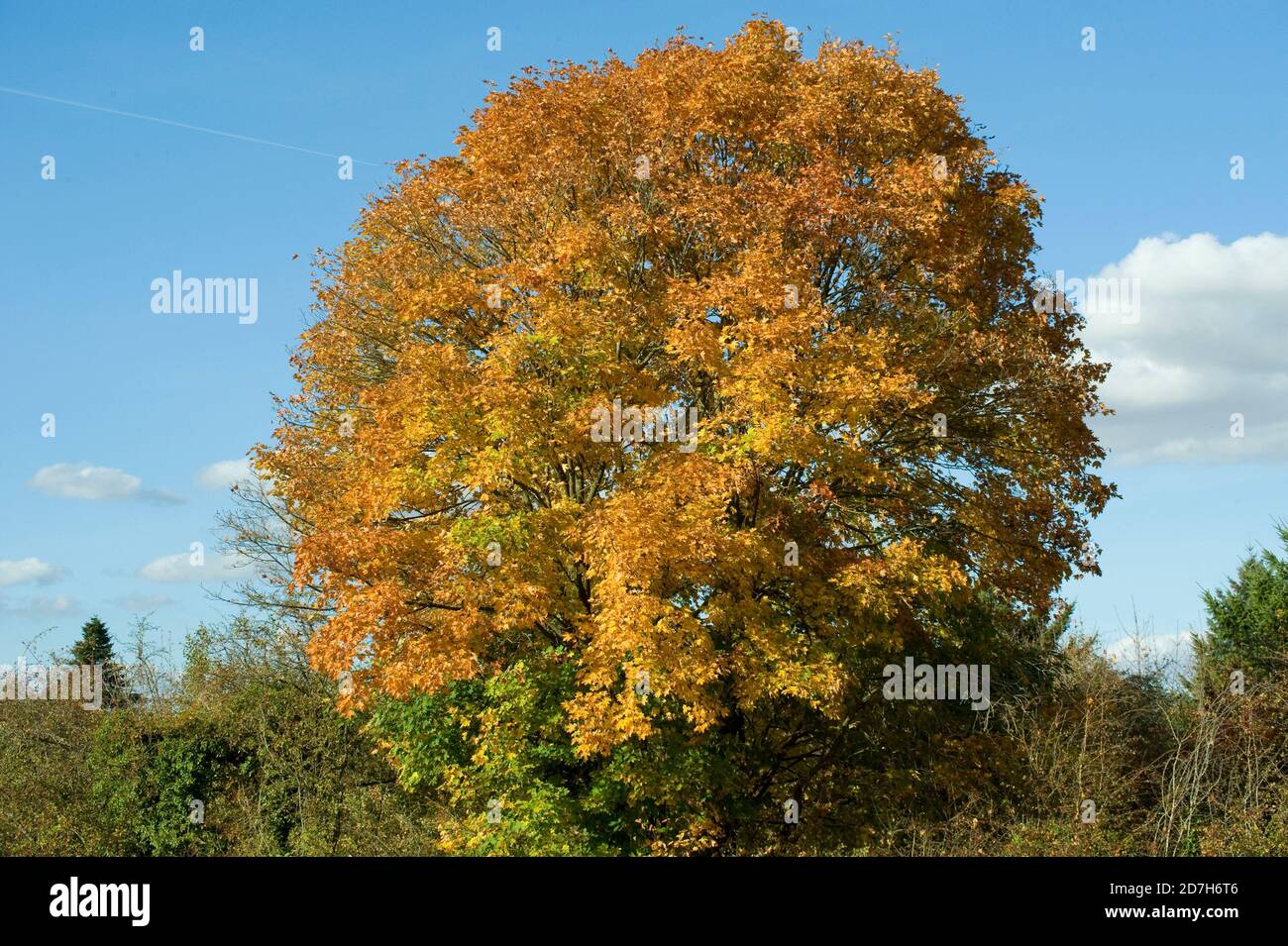 Norway maple (Acer platanoides) in automn Stock Photo - Alamy