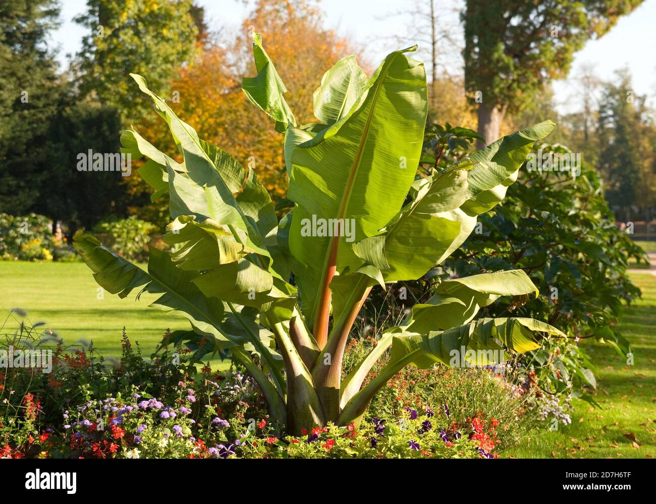 Plantain musa sp hi-res stock photography and images - Alamy
