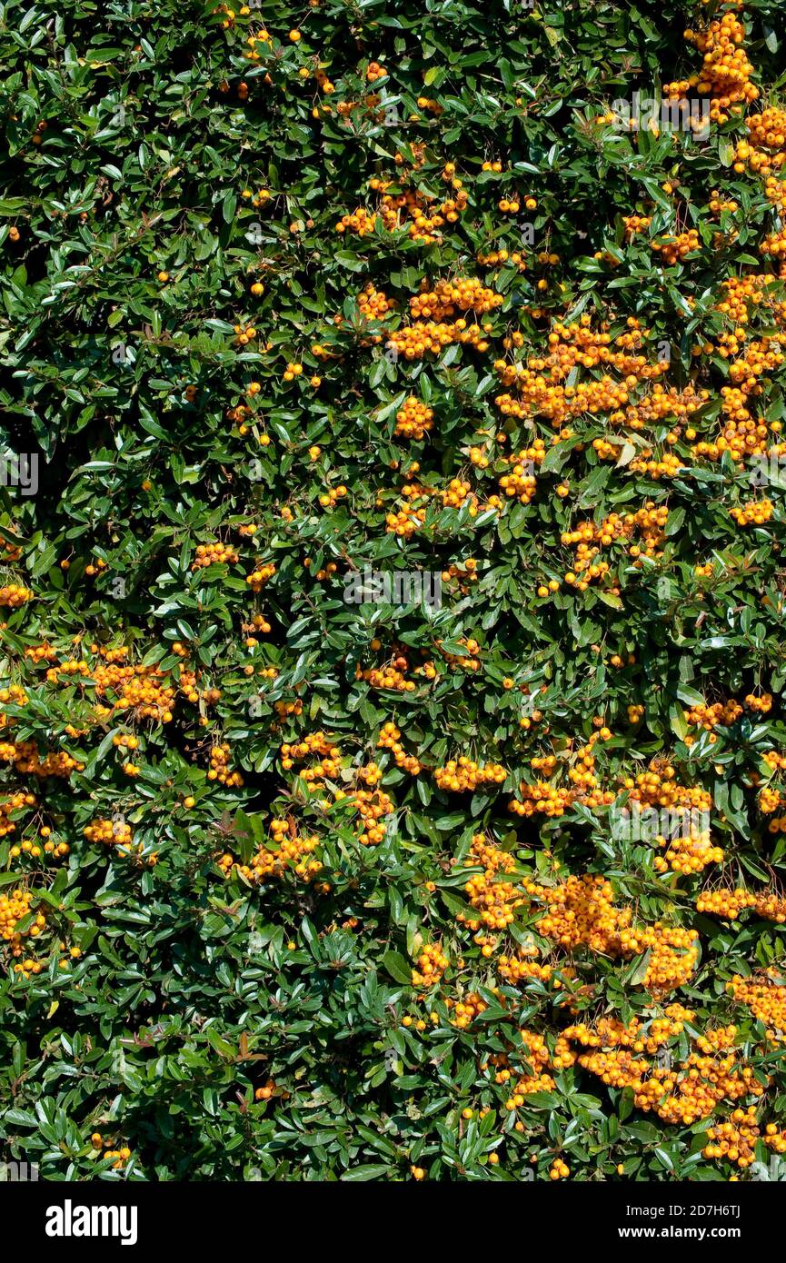 Firethorn (Pyracantha sp) hedge in fruit in autumn Stock Photo - Alamy
