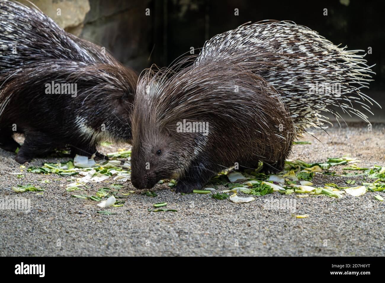 The Indian crested Porcupine, Hystrix indica or Indian porcupine, is a ...