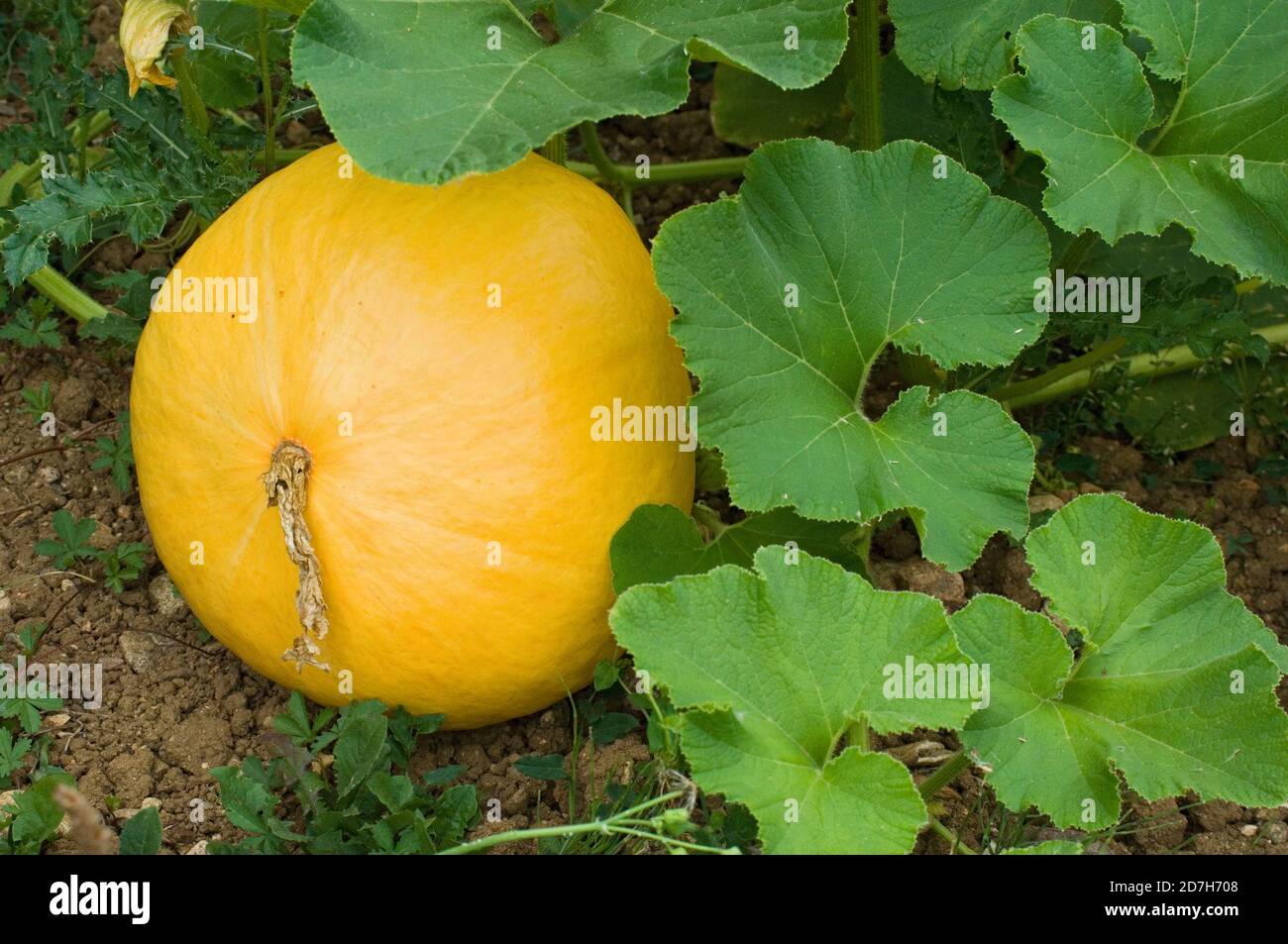 Pumpkin (Cucurbita maxima Stock Photo - Alamy