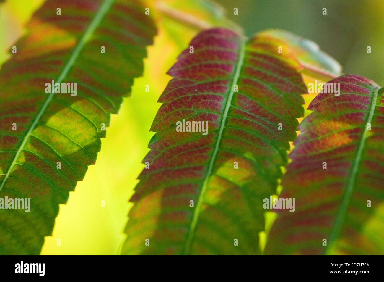Staghorn Sumac (Rhus typhina) 'Dissecta' leaves in fall Stock Photo - Alamy