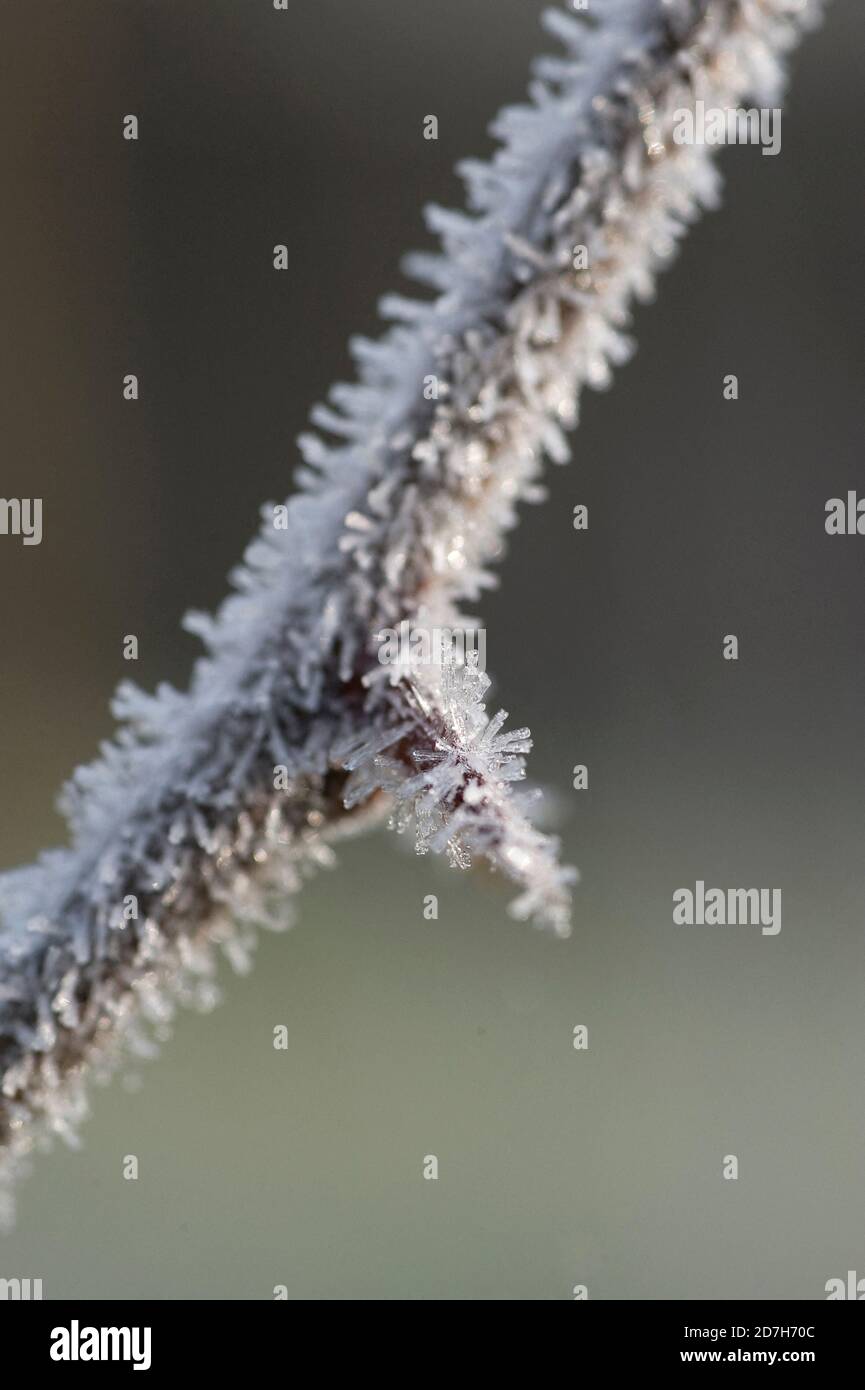 Frost on a thorn in winter Stock Photo - Alamy
