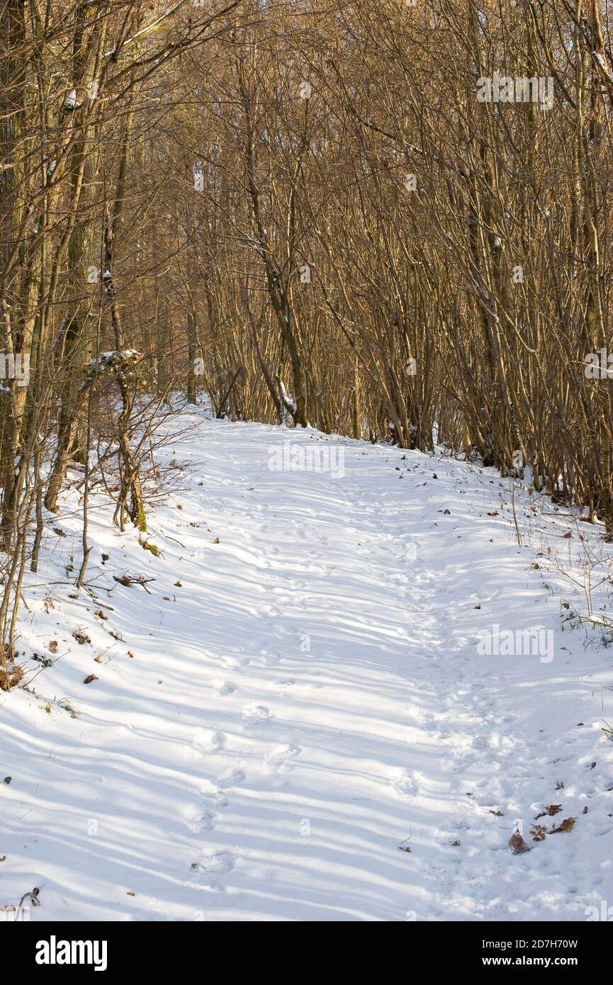 Hiking path under snow in winter Stock Photo - Alamy