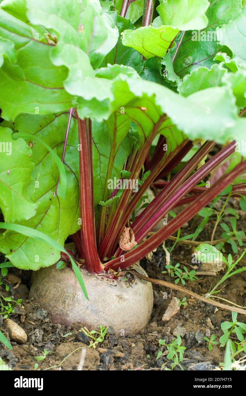 Red beet (Beta vulgaris var. rubra) 'Warrior F1' in the ground Stock ...