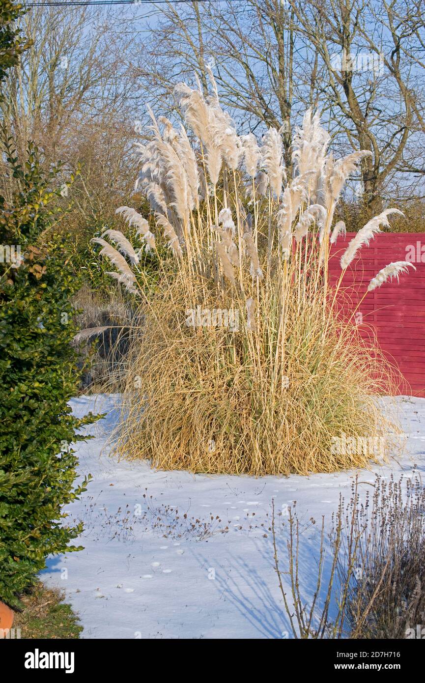 Uruguayan pampas grass (Cortaderia selloana) in winter Stock Photo - Alamy