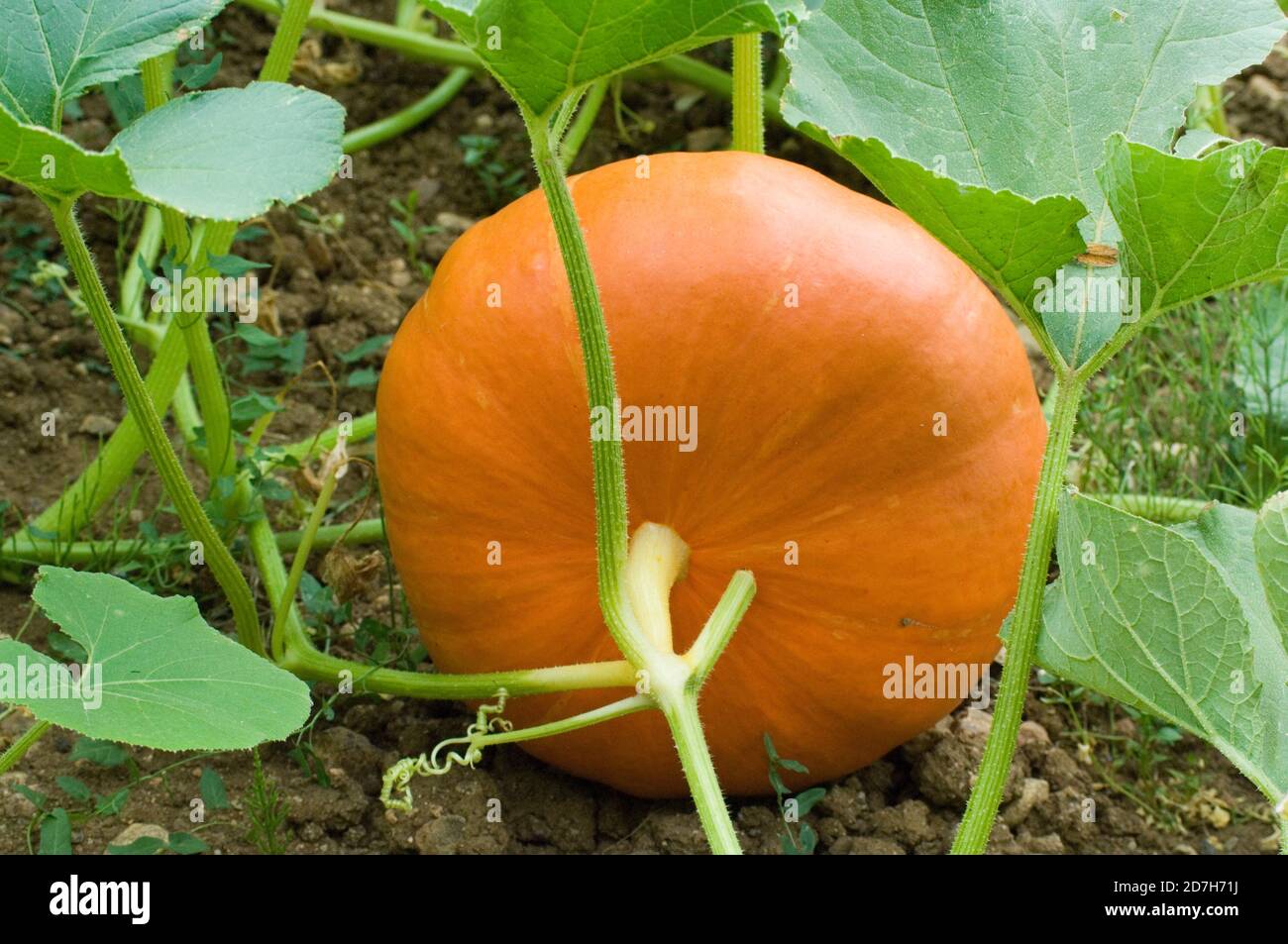 Pumpkin (Cucurbita maxima Stock Photo - Alamy