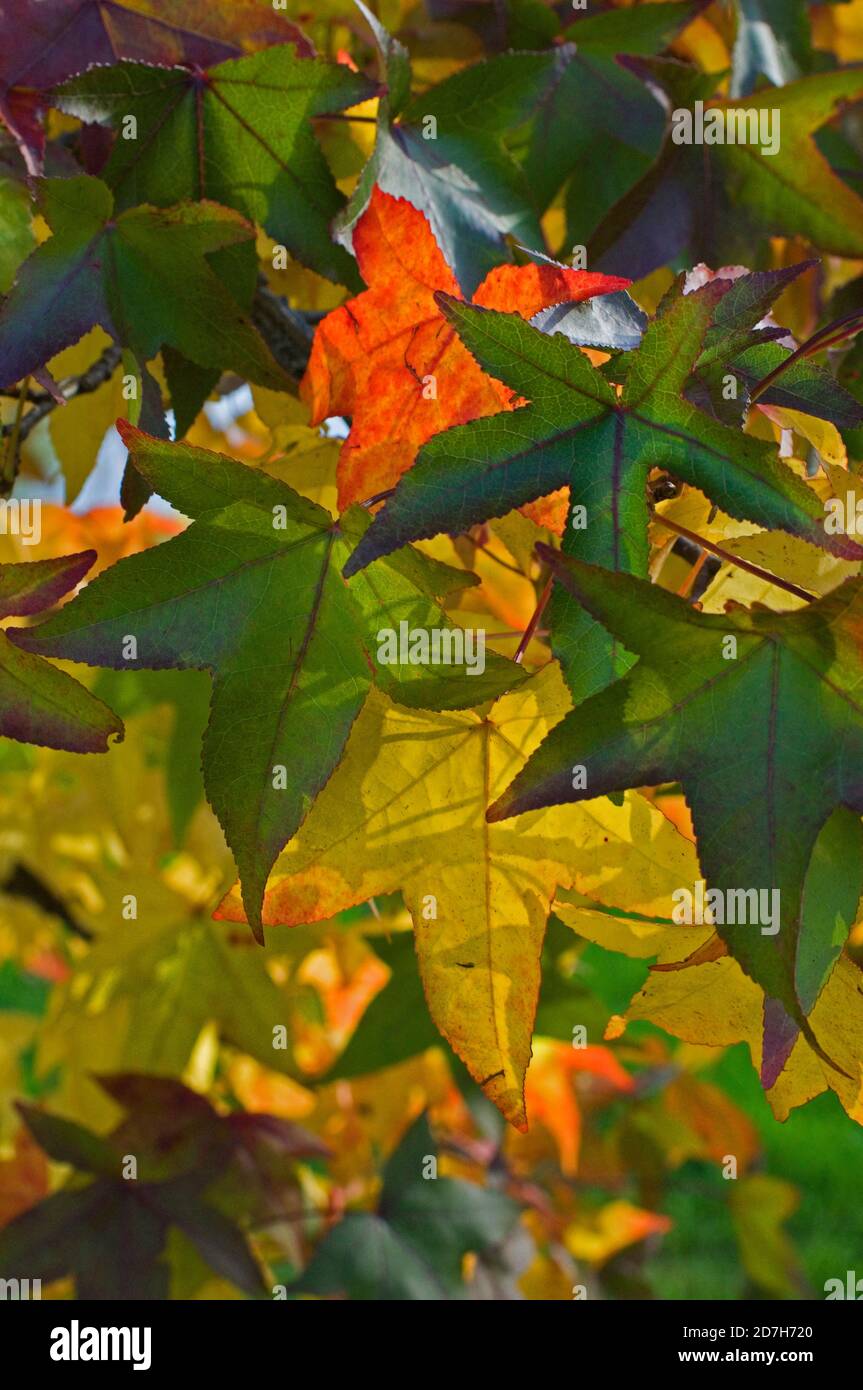 Maple leaf (Acer sp Stock Photo - Alamy