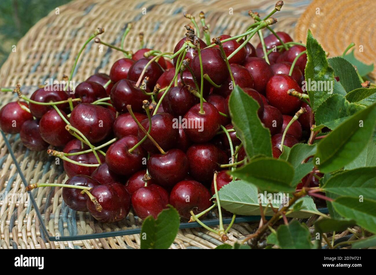 Cherry 'Staccato' (Prunus avium) fruits Stock Photo - Alamy
