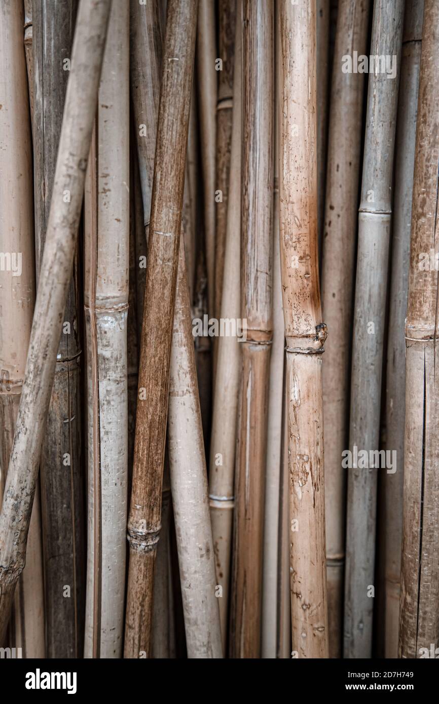 Natural background with lots of Bamboo sticks. The concept of a natural ...