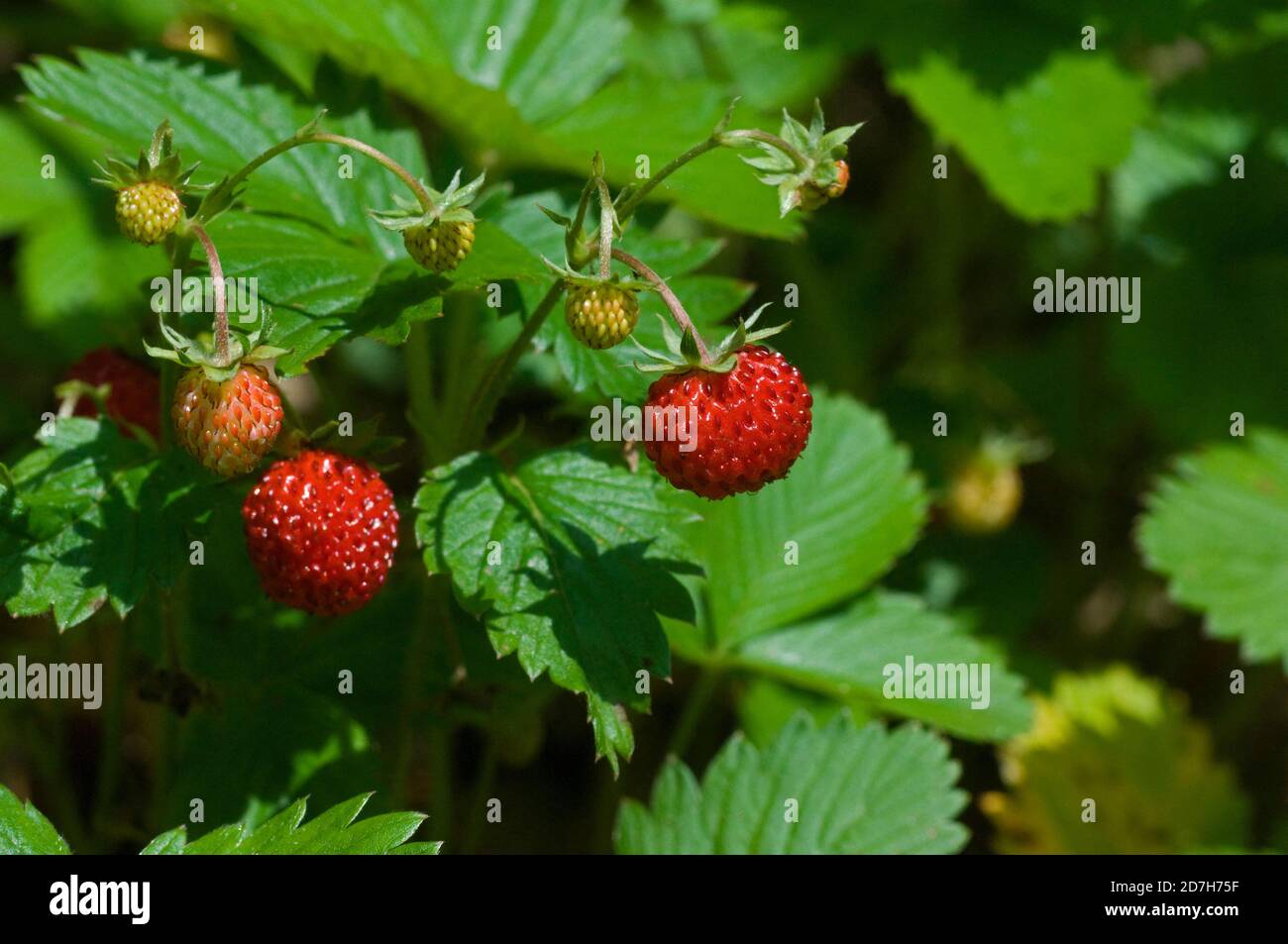 Strawberries fragaria sp hi-res stock photography and images - Alamy
