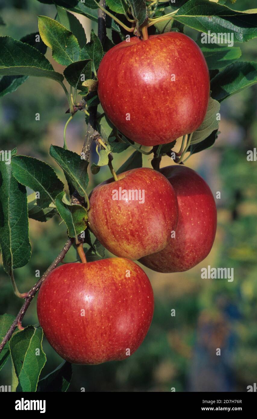 Melrose plant hi-res stock photography and images - Alamy