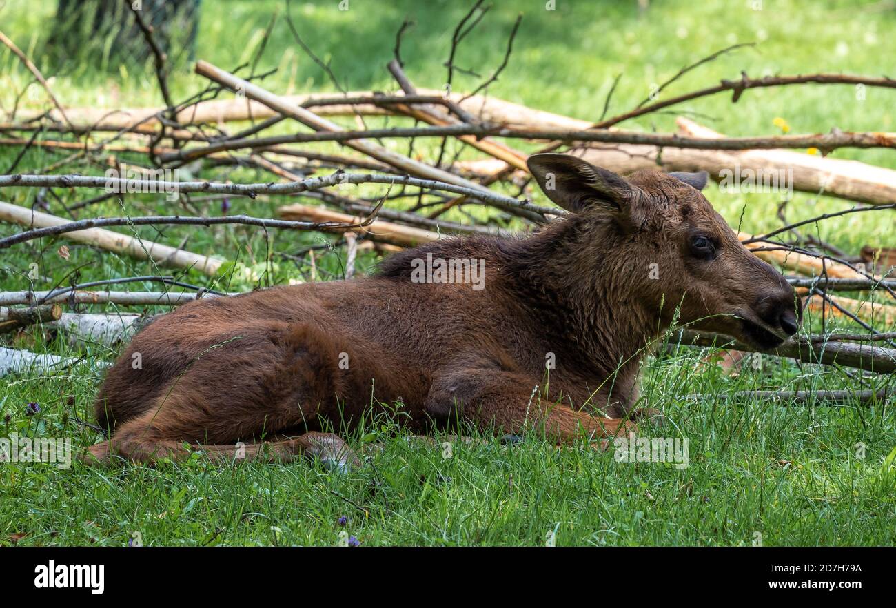 European Moose, Alces alces, also known as the elk. Wild life animal ...