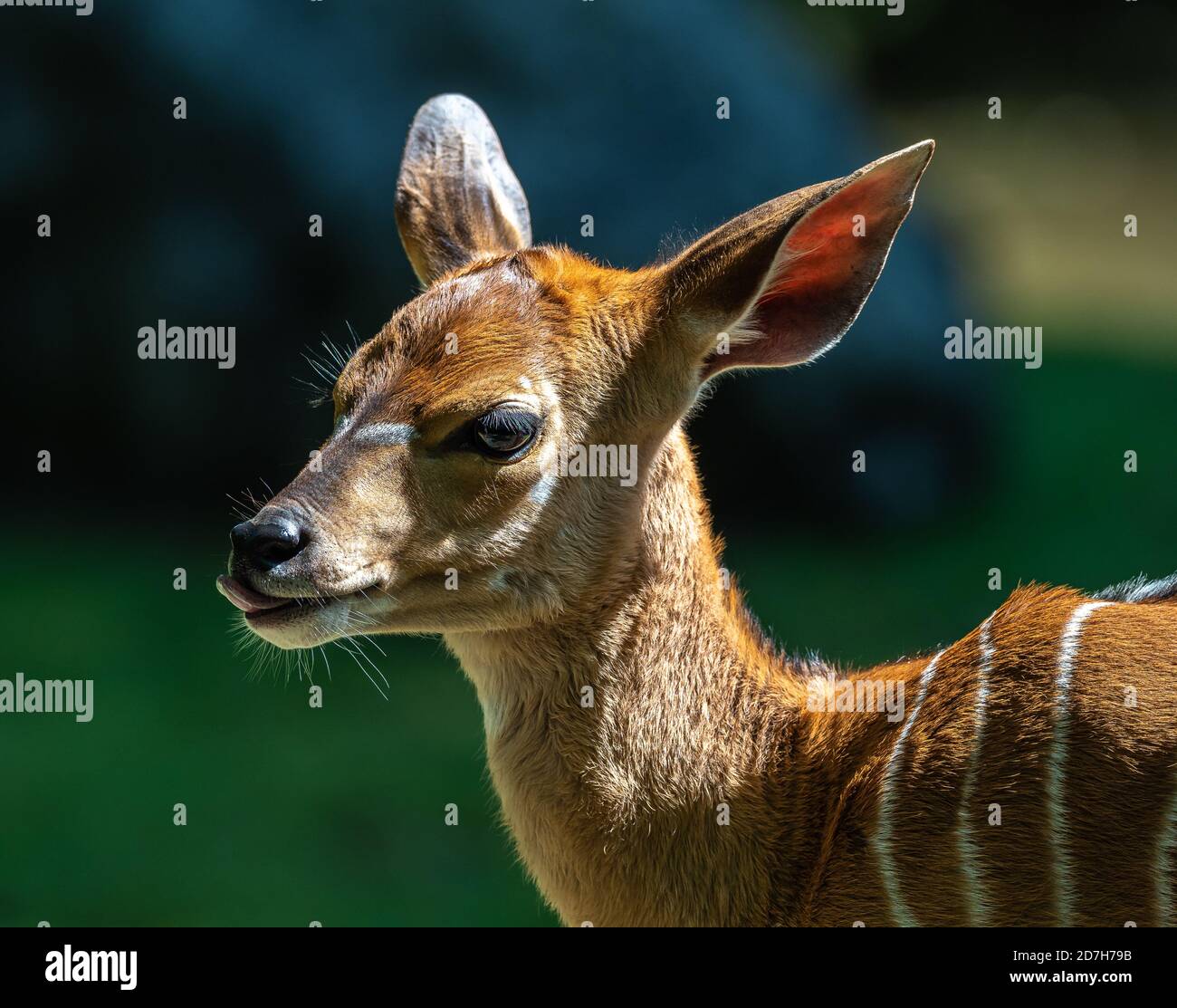 A young baby nyala. Tragelaphus angasii is a spiral-horned antelope ...