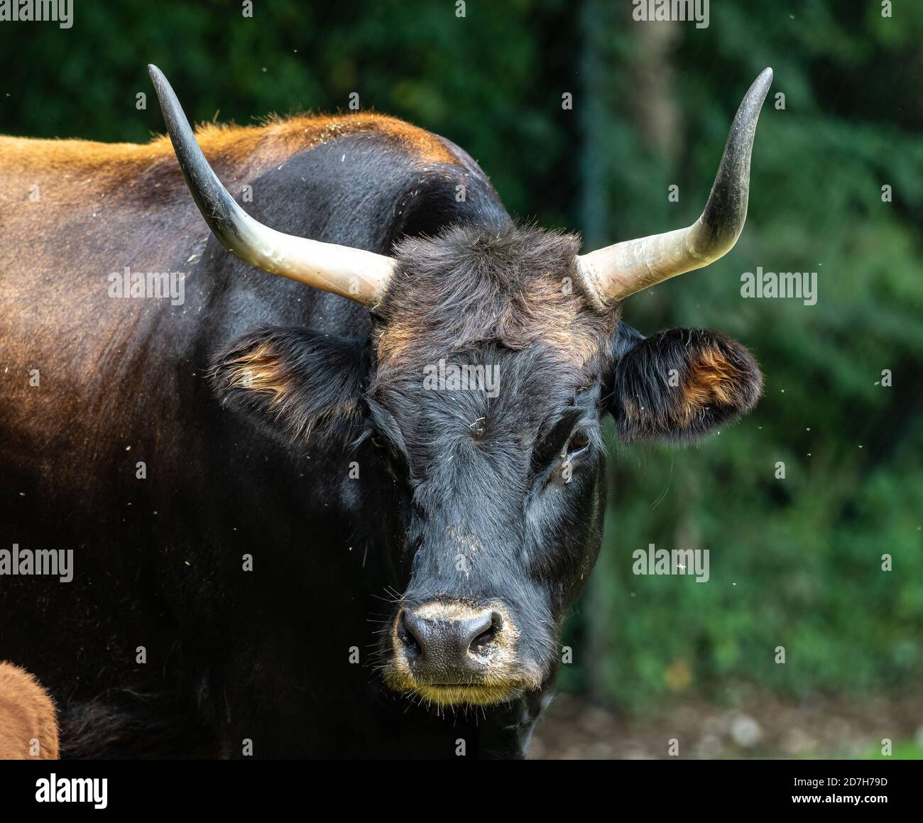 Heck cattle, Bos primigenius taurus, claimed to resemble the extinct ...