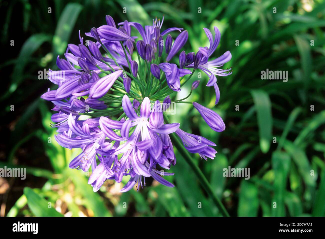 African Blue Lily (Agapanthus praecox) in bloom in spring Stock Photo ...