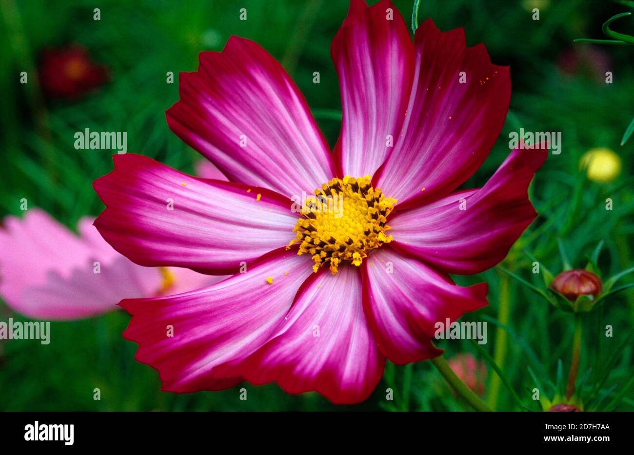 Garden cosmos (Cosmos bipinnatus) 'Picotee' Stock Photo - Alamy