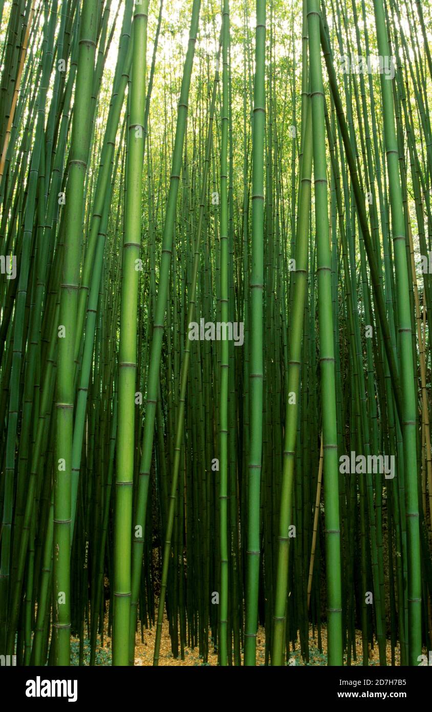 Bamboo forest in spring Stock Photo - Alamy