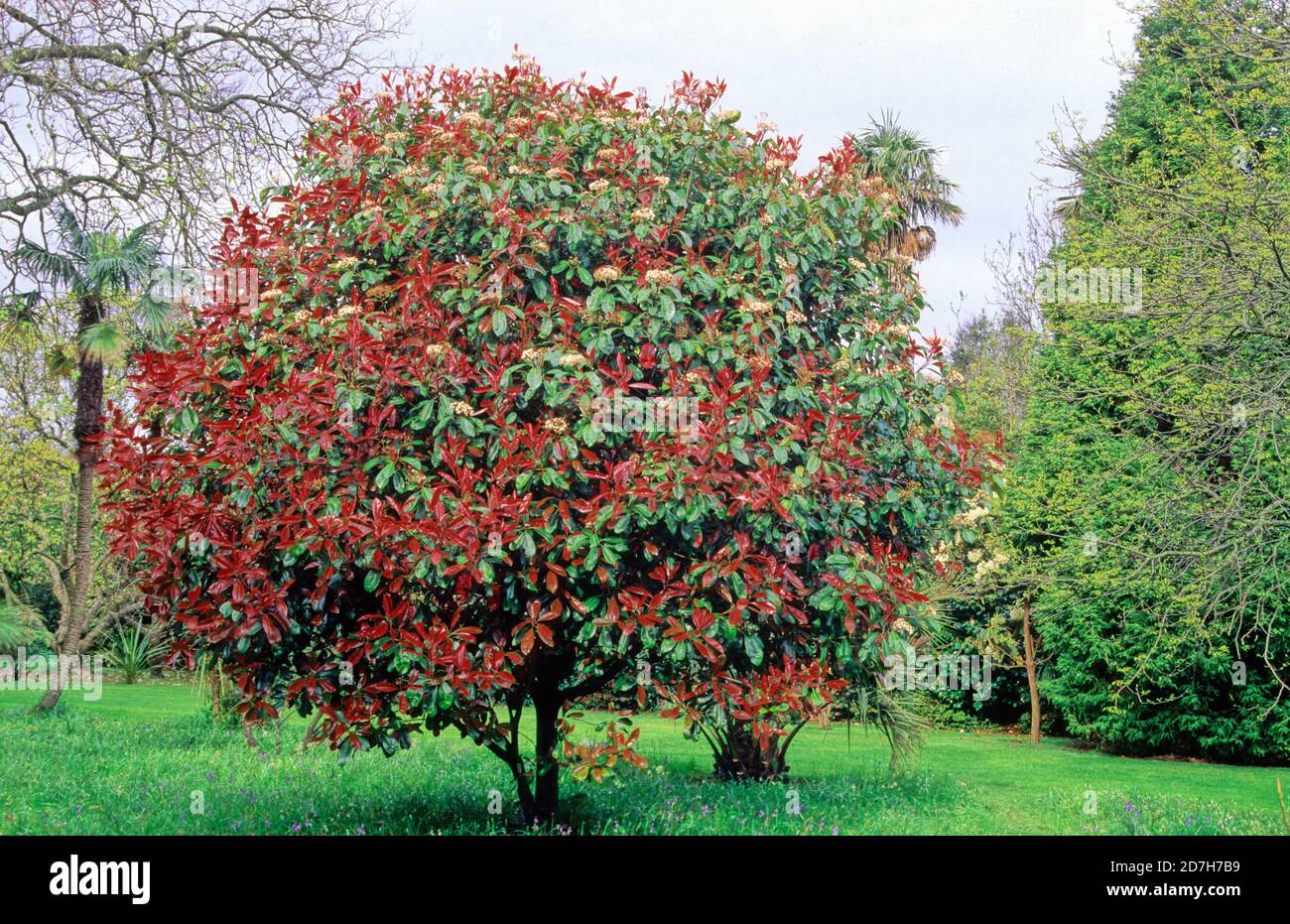 Fraser Photinia (Photinia x fraseri) 'Red Robin' Stock Photo - Alamy