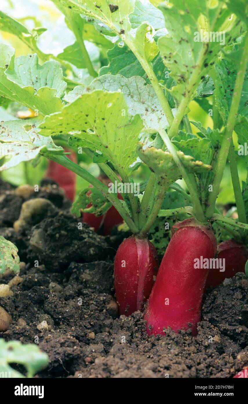 1/2 long radish (Rhaphanus sativus), 18 Days. Vegetable Stock Photo - Alamy