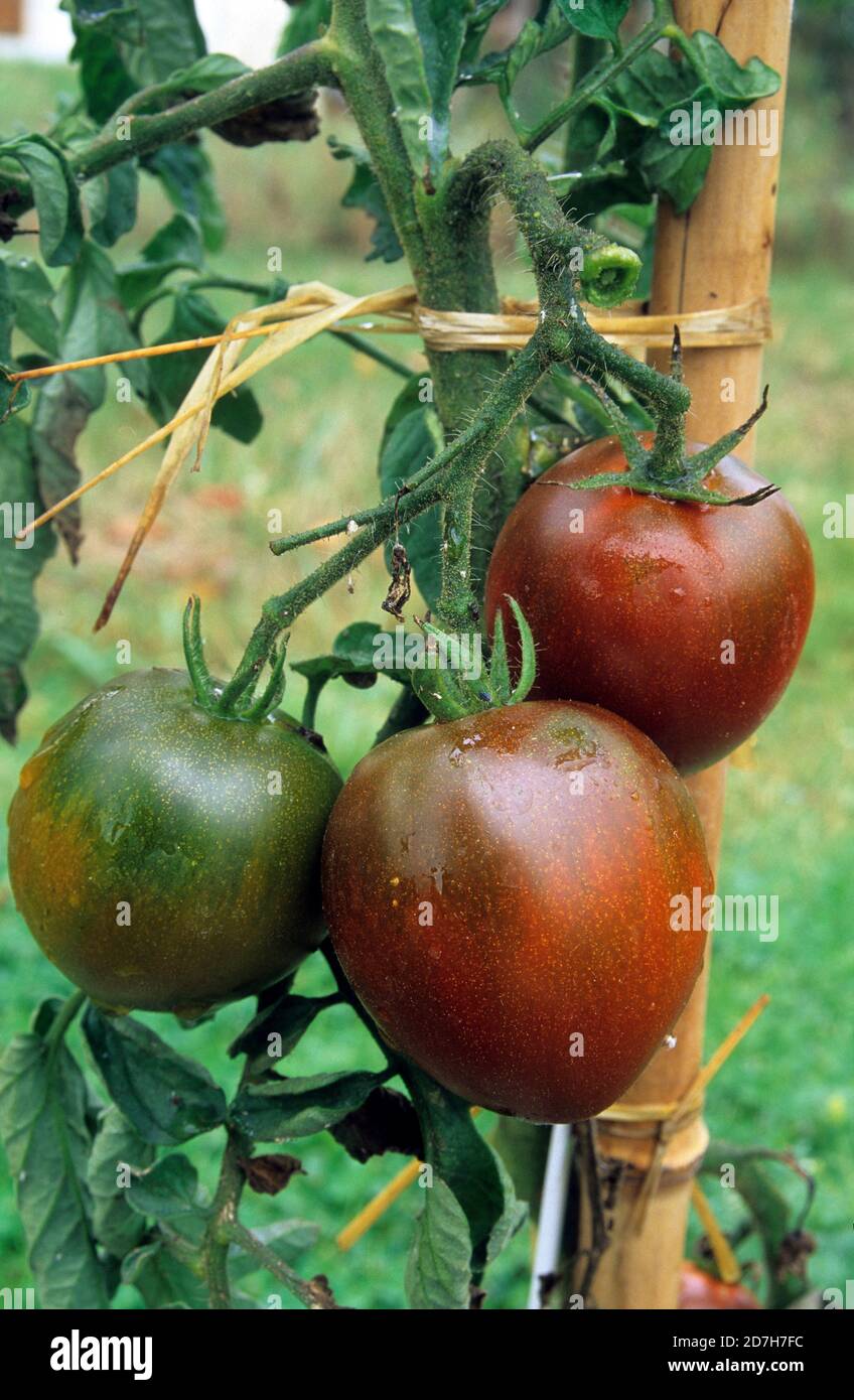 Tomato 'Noire de Crimee' (Lycopersicon esculentum Stock Photo - Alamy