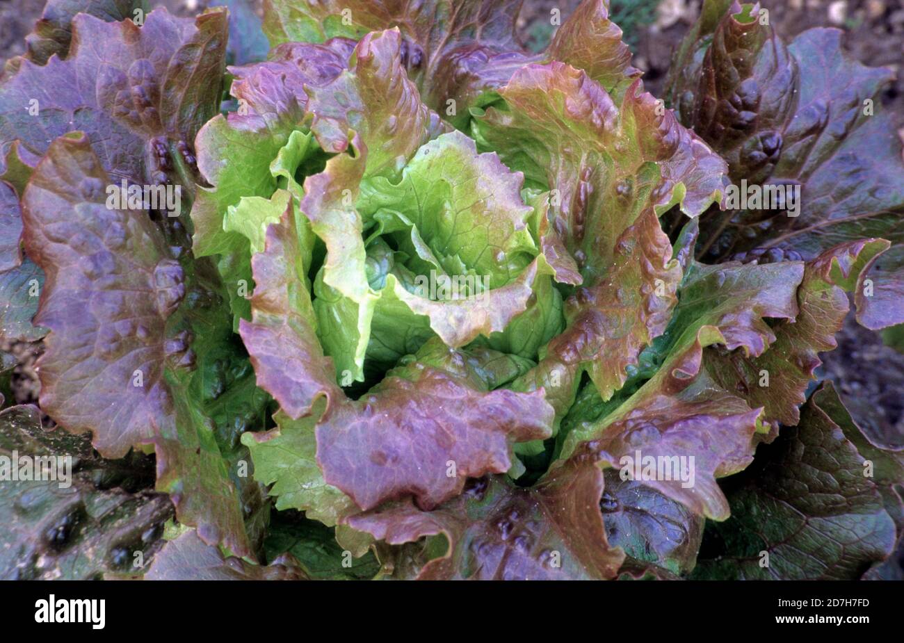 Lettuce Batavia (Lactuca sativa), Salad Stock Photo - Alamy